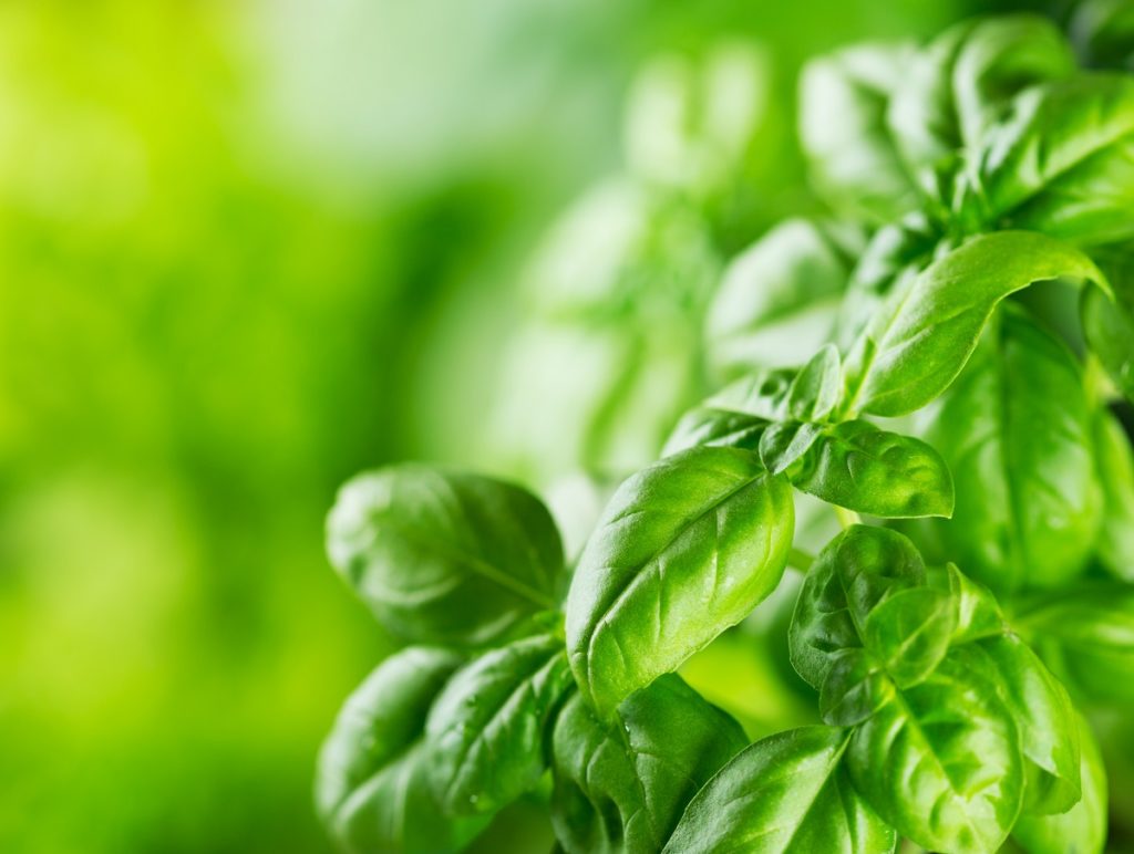 6 Wonderful Herbs and Spices to Use at Home | Reclaiming The Mission